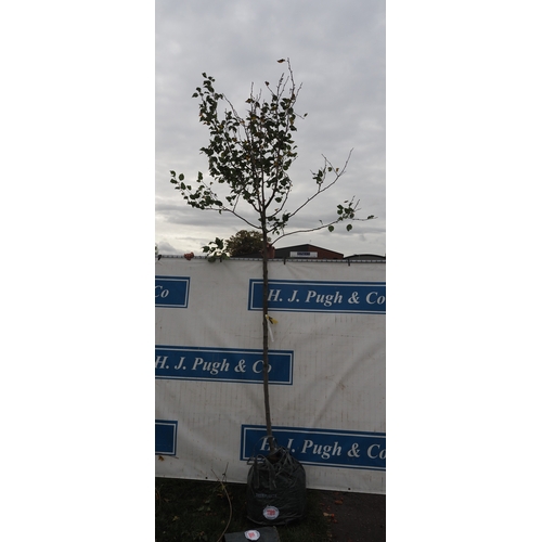 Pyrus Redspire 12ft - 1