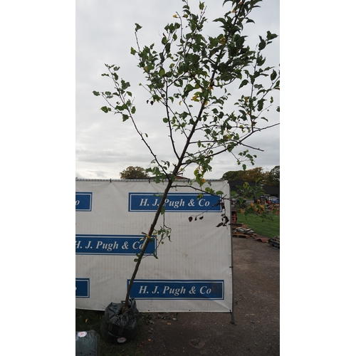 Pyrus Redspire 12ft - 1