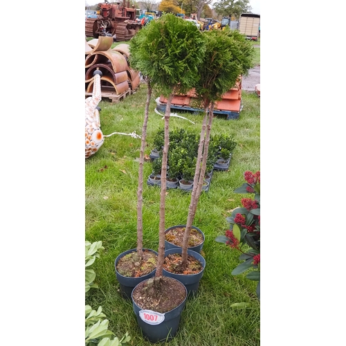 Standard Thuja - 4