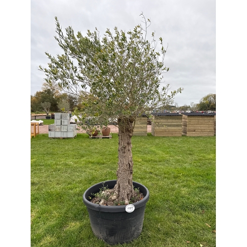 Specimen olive tree 7ft