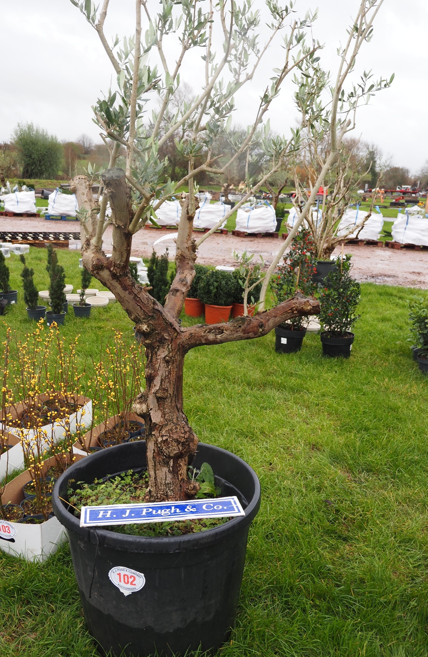 Specimen Olive tree 7ft - 1