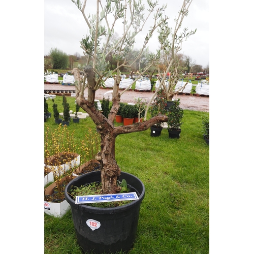 Specimen Olive tree 7ft - 1