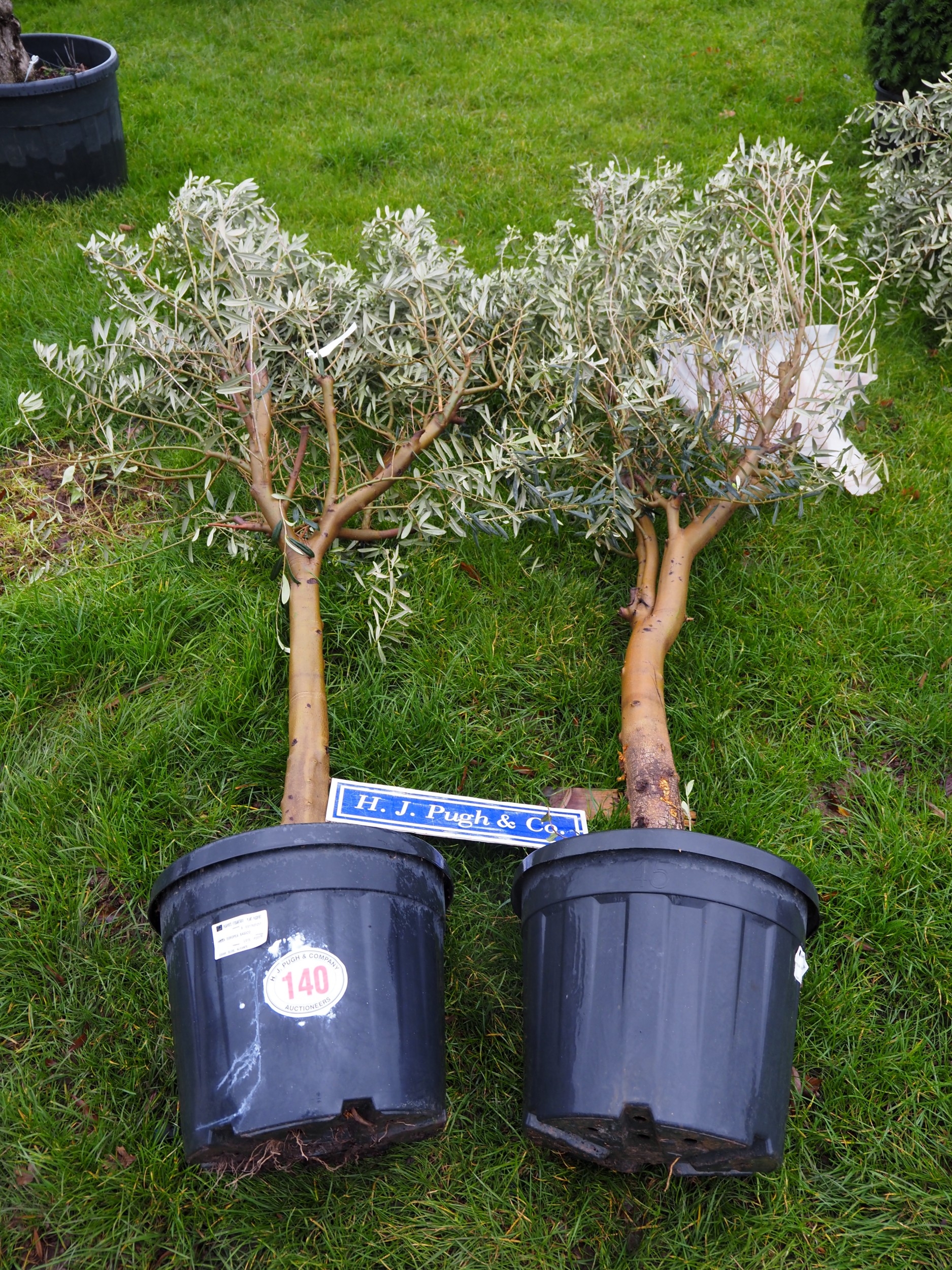 Standard Olive trees 8ft - 2