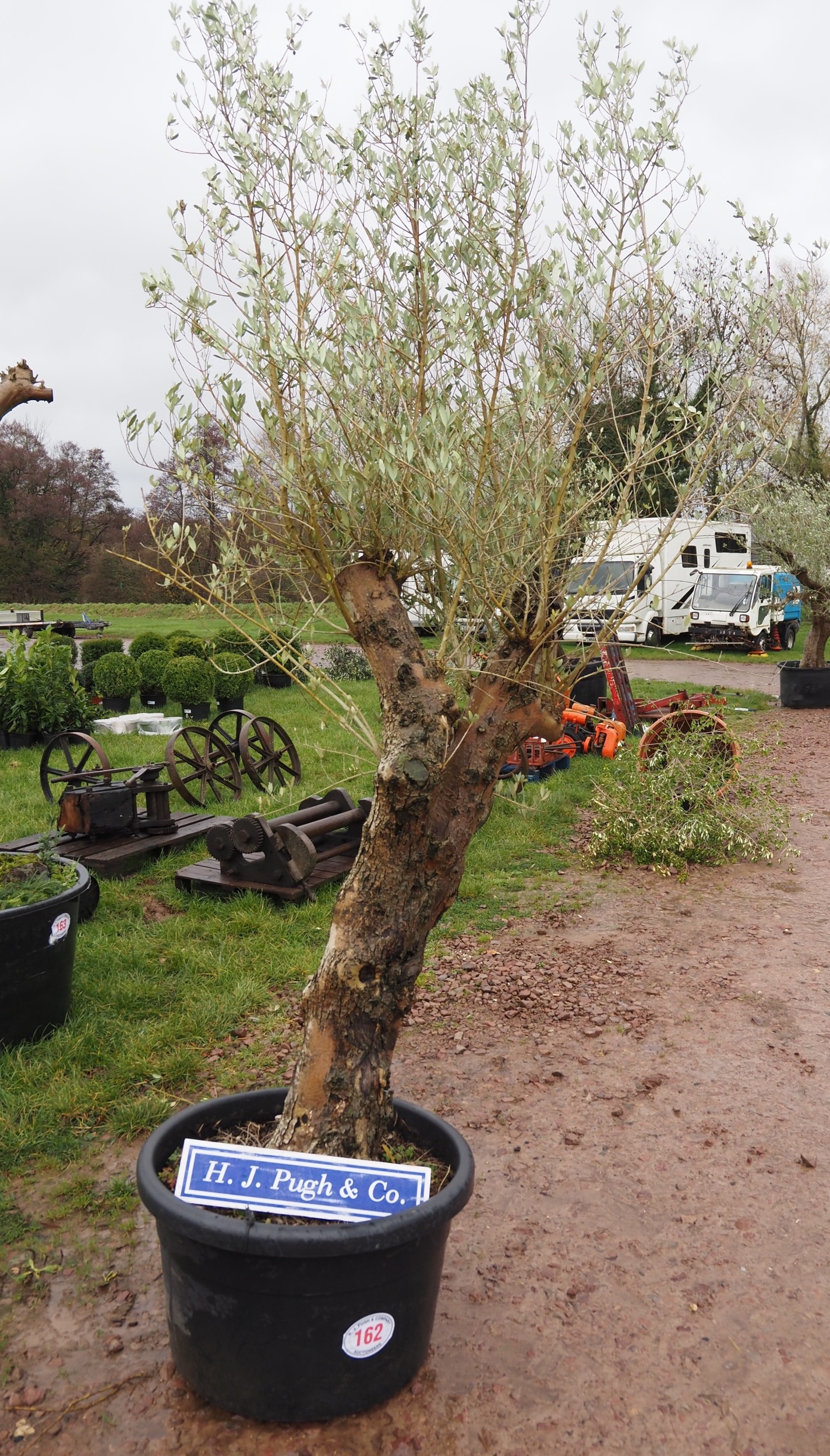 Specimen Olive tree 7ft - 1