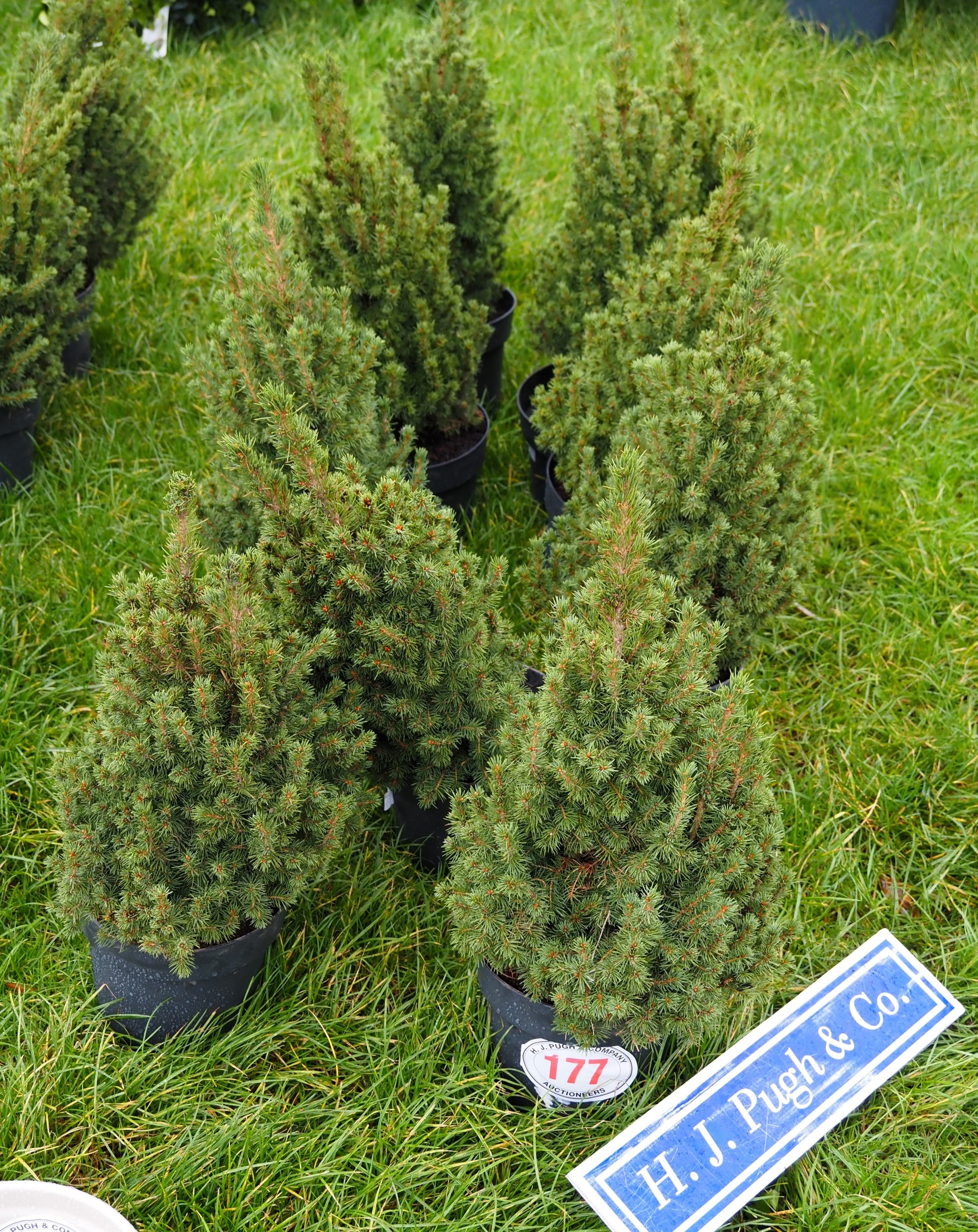 Picea Conica - 8