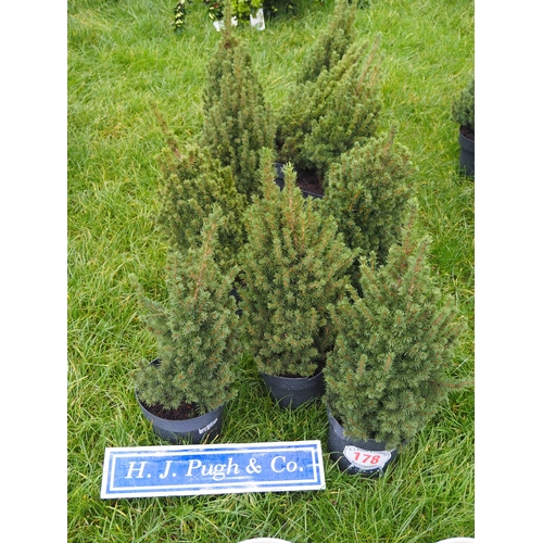 Picea Conica - 10