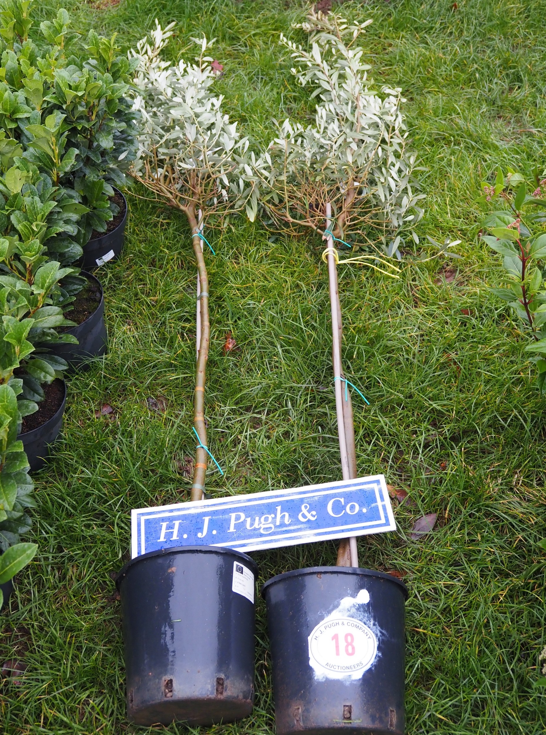 Standard Olive trees 6ft - 2