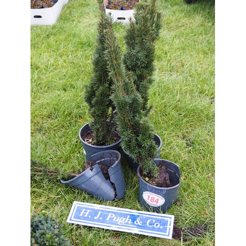 Upright Yew trees - 5
