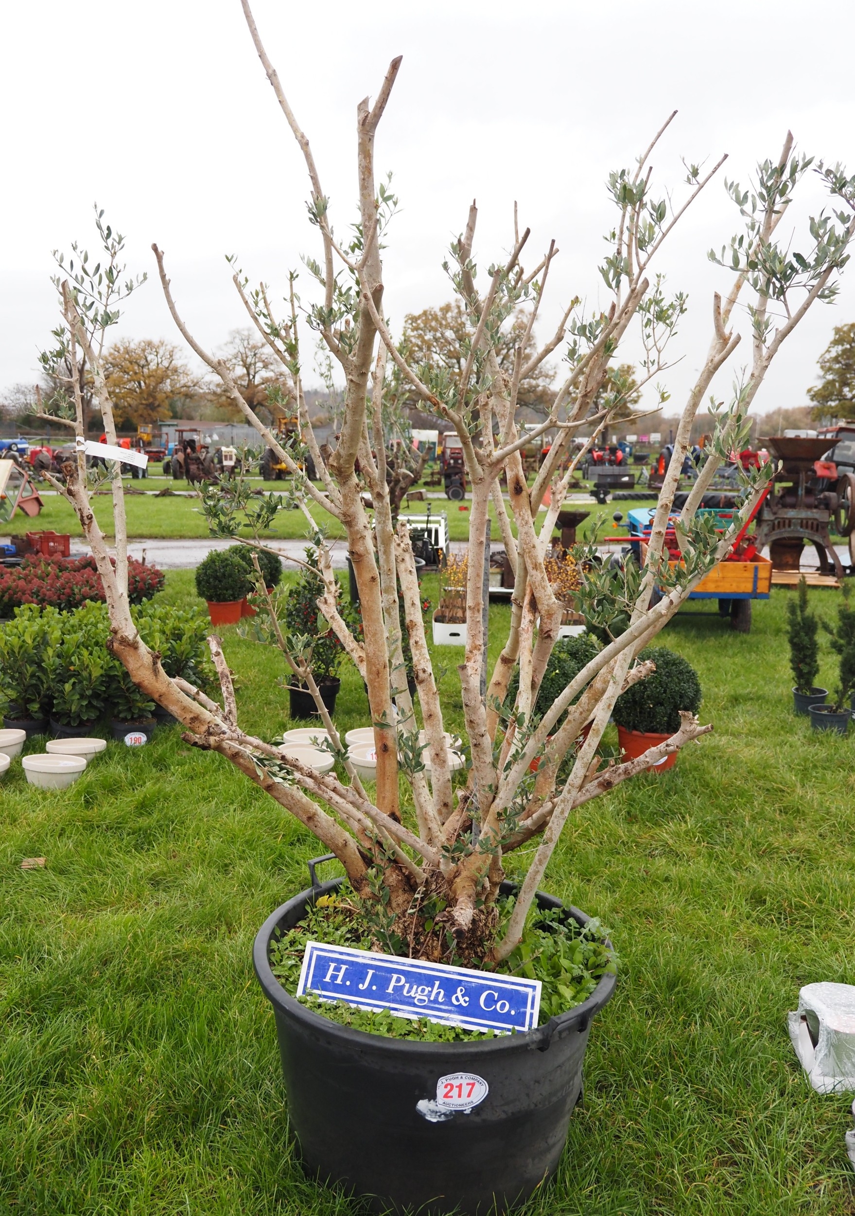 Cut back specimen Olive tree 7ft - 1
