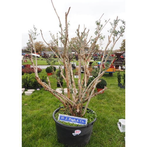 Cut back specimen Olive tree 7ft - 1