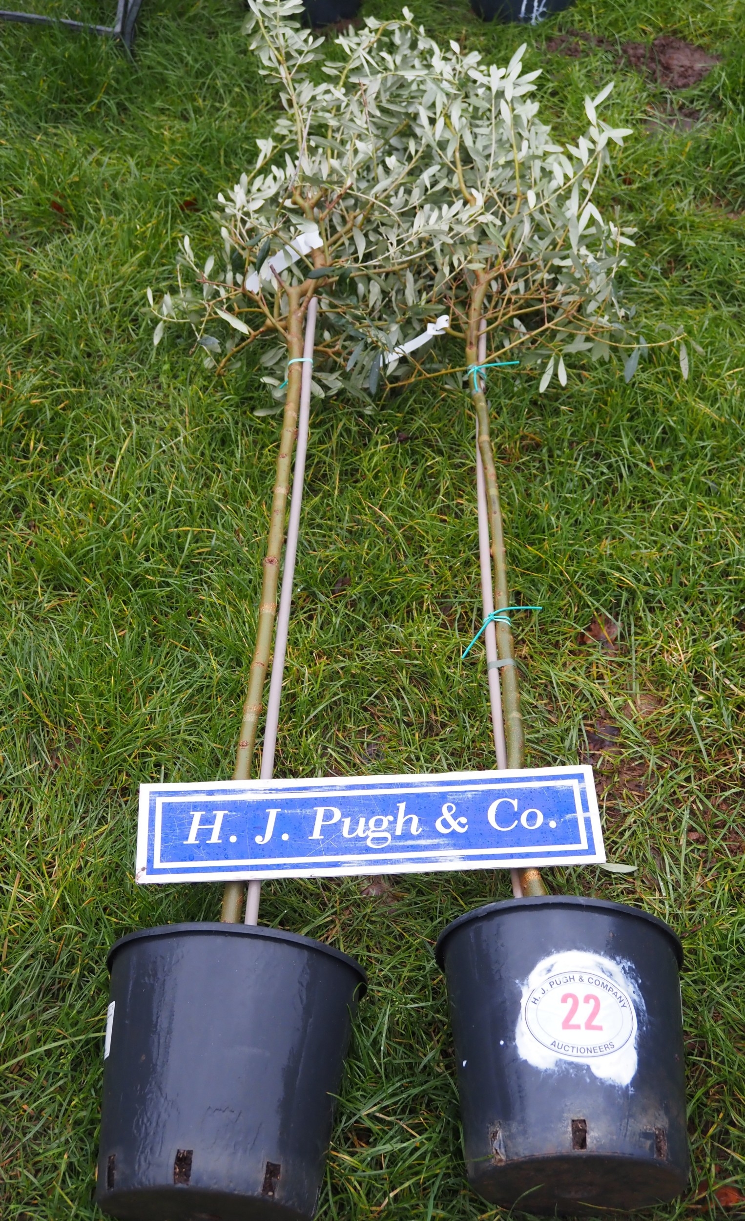 Standard Olive trees 6ft - 2