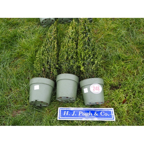 Pyramid Box plants 3ft - 3
