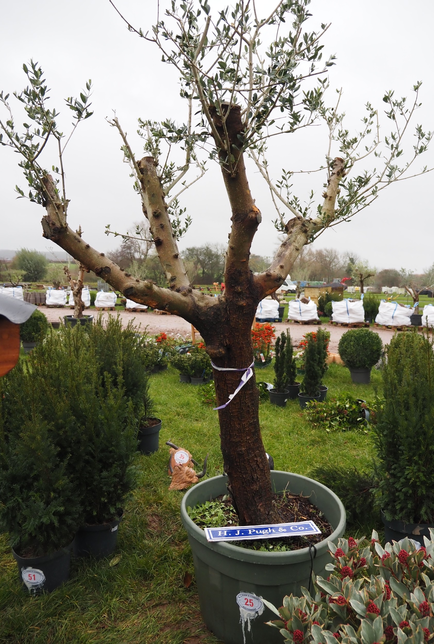 Specimen Olive tree 7ft - 1