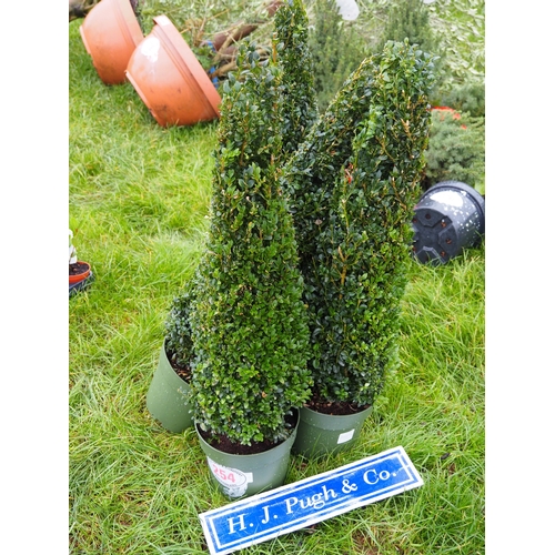 Pyramid Box plants - 4