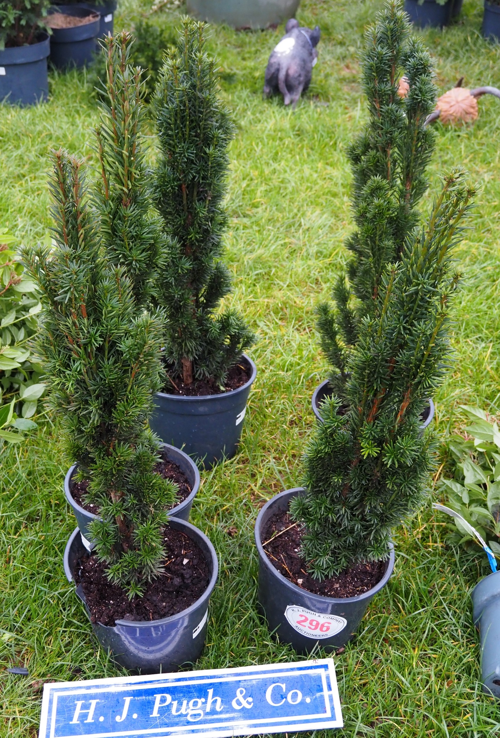 Upright Yew trees - 5
