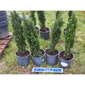 Upright Yew trees - 4
