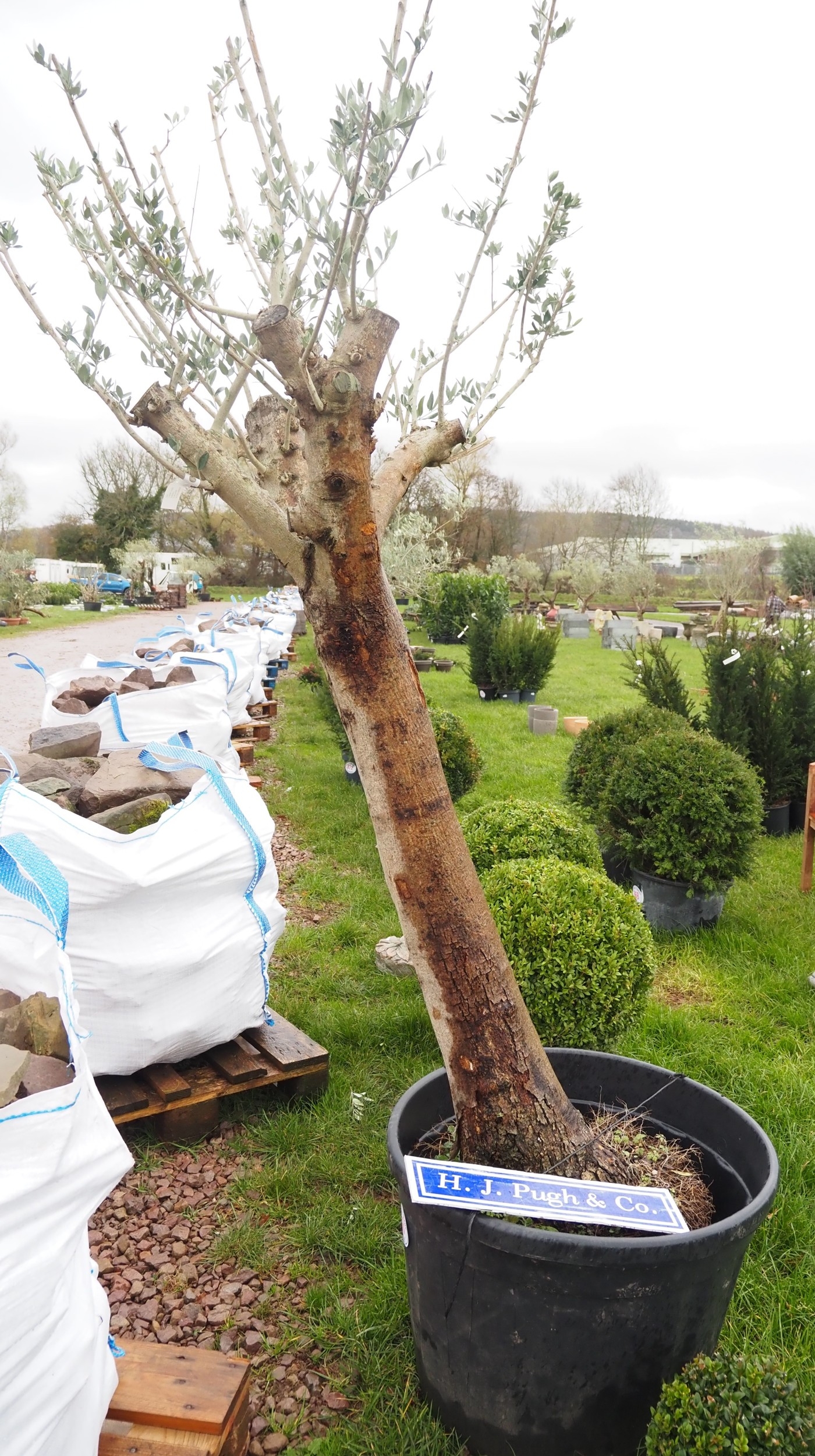 Specimen Olive tree 7ft - 1