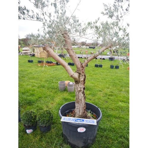 Specimen Olive tree 6ft - 1