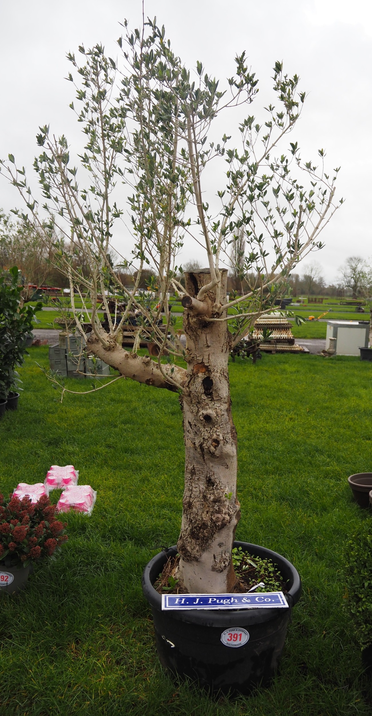 Specimen Olive tree 8ft - 1