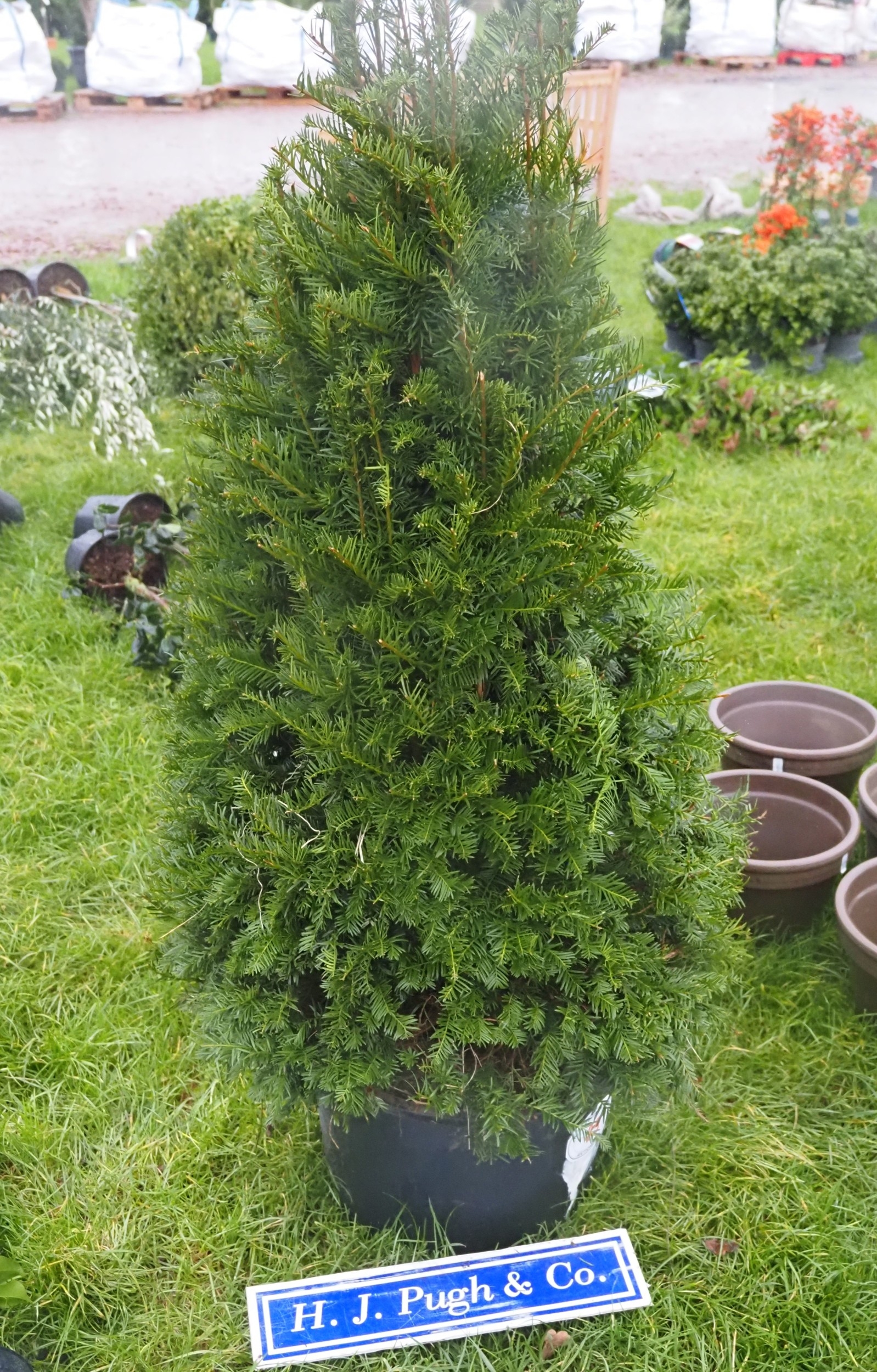 Specimen Yew pyramid 5ft - 1