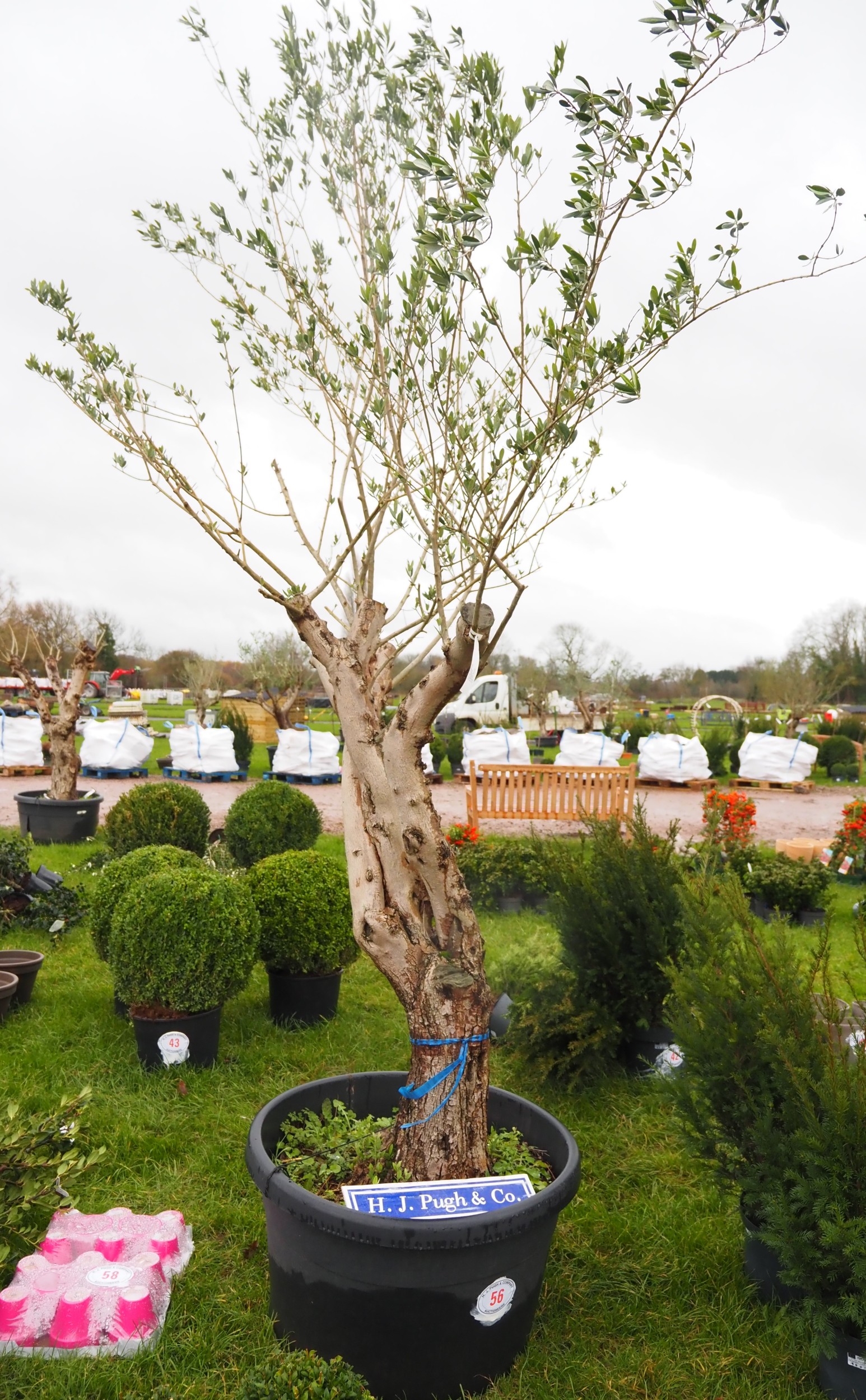 Specimen Olive tree 8ft - 1
