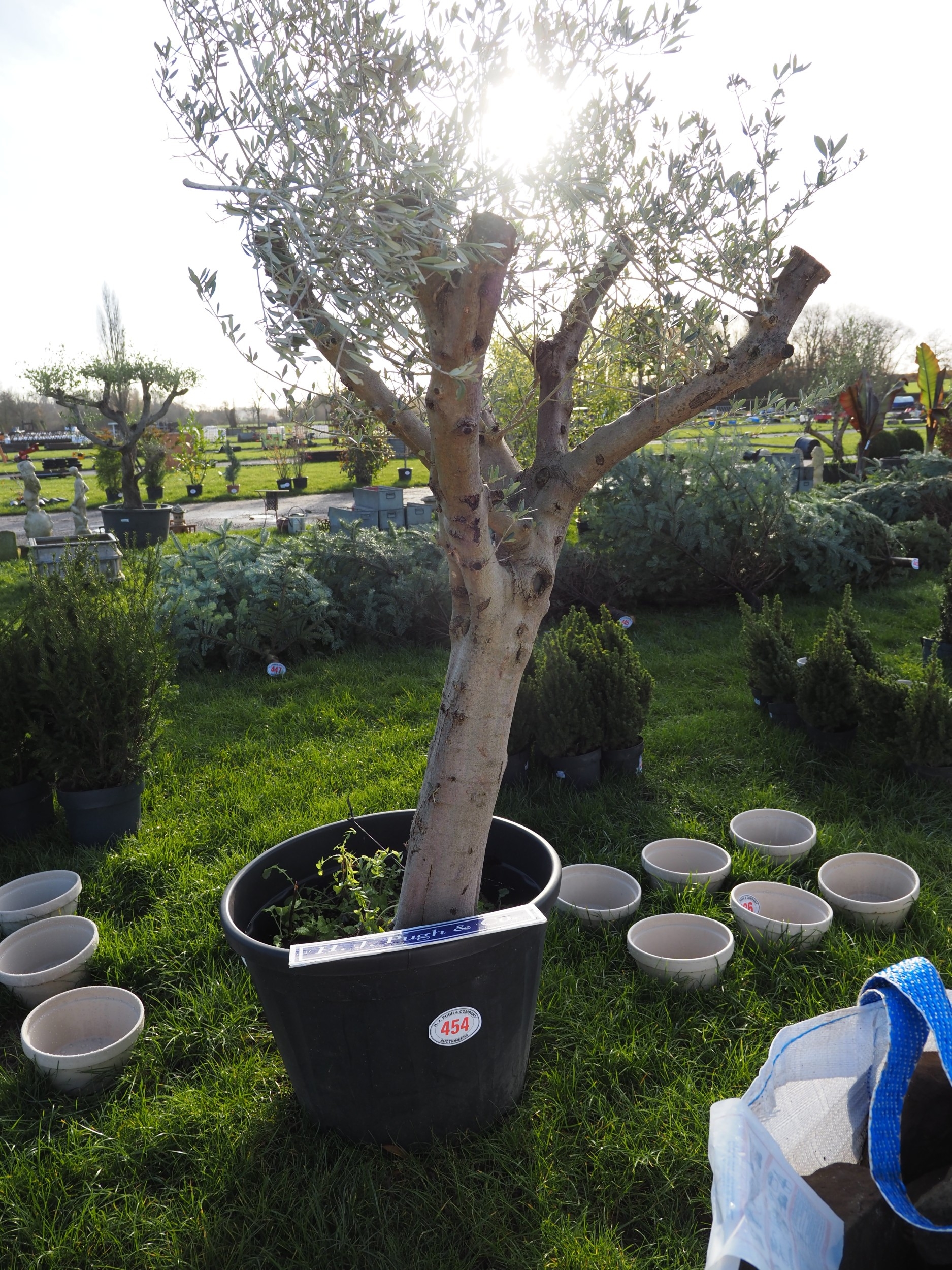 Specimen Olive tree 7ft - 1