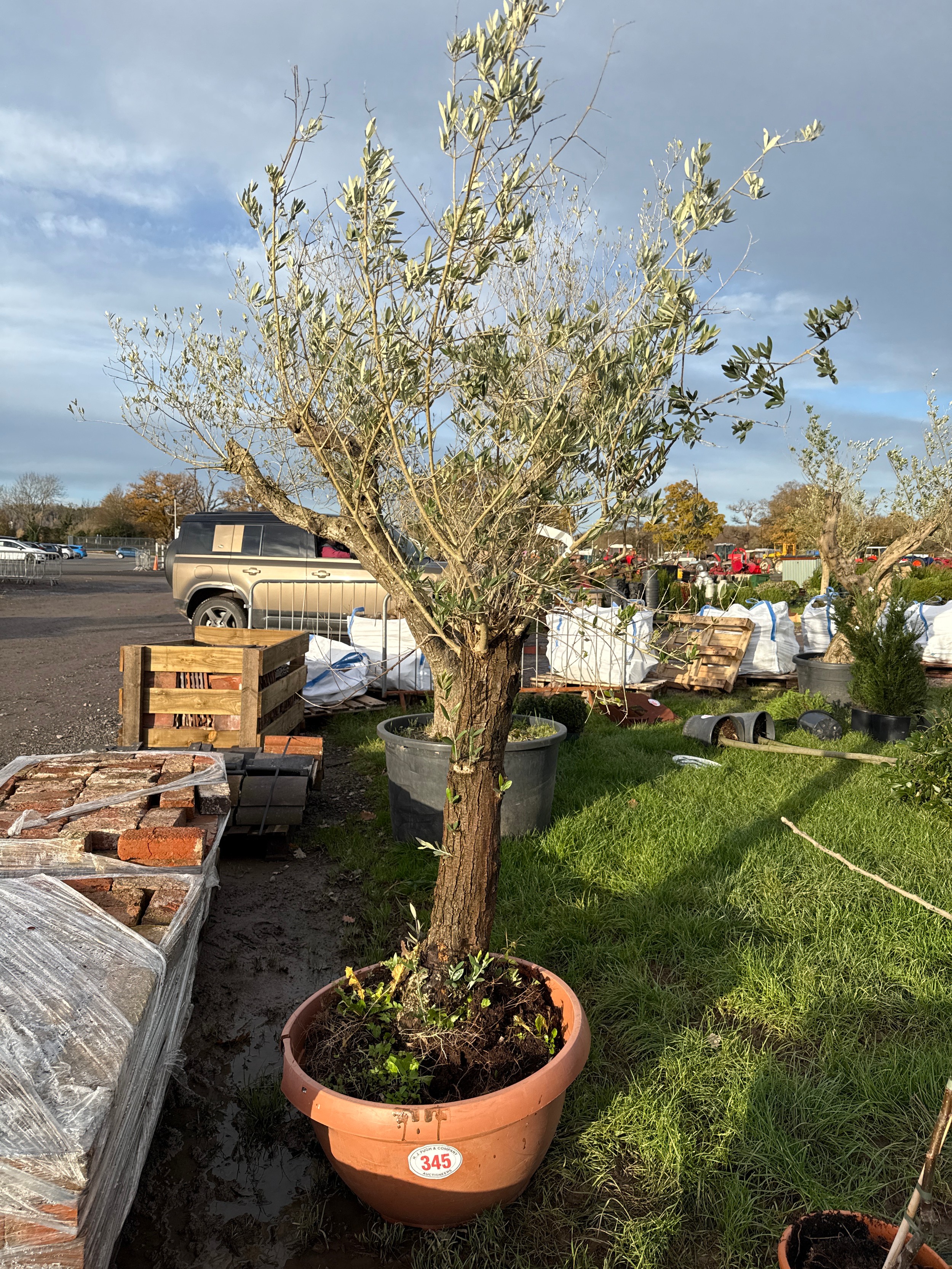 Specimen Olive tree 6ft - 1