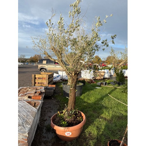 Specimen Olive tree 6ft - 1