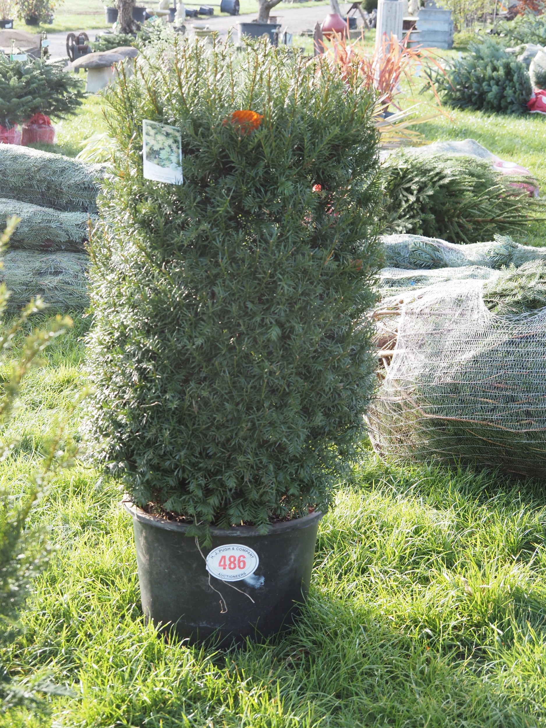 Specimen cube Yew tree 4ft - 1