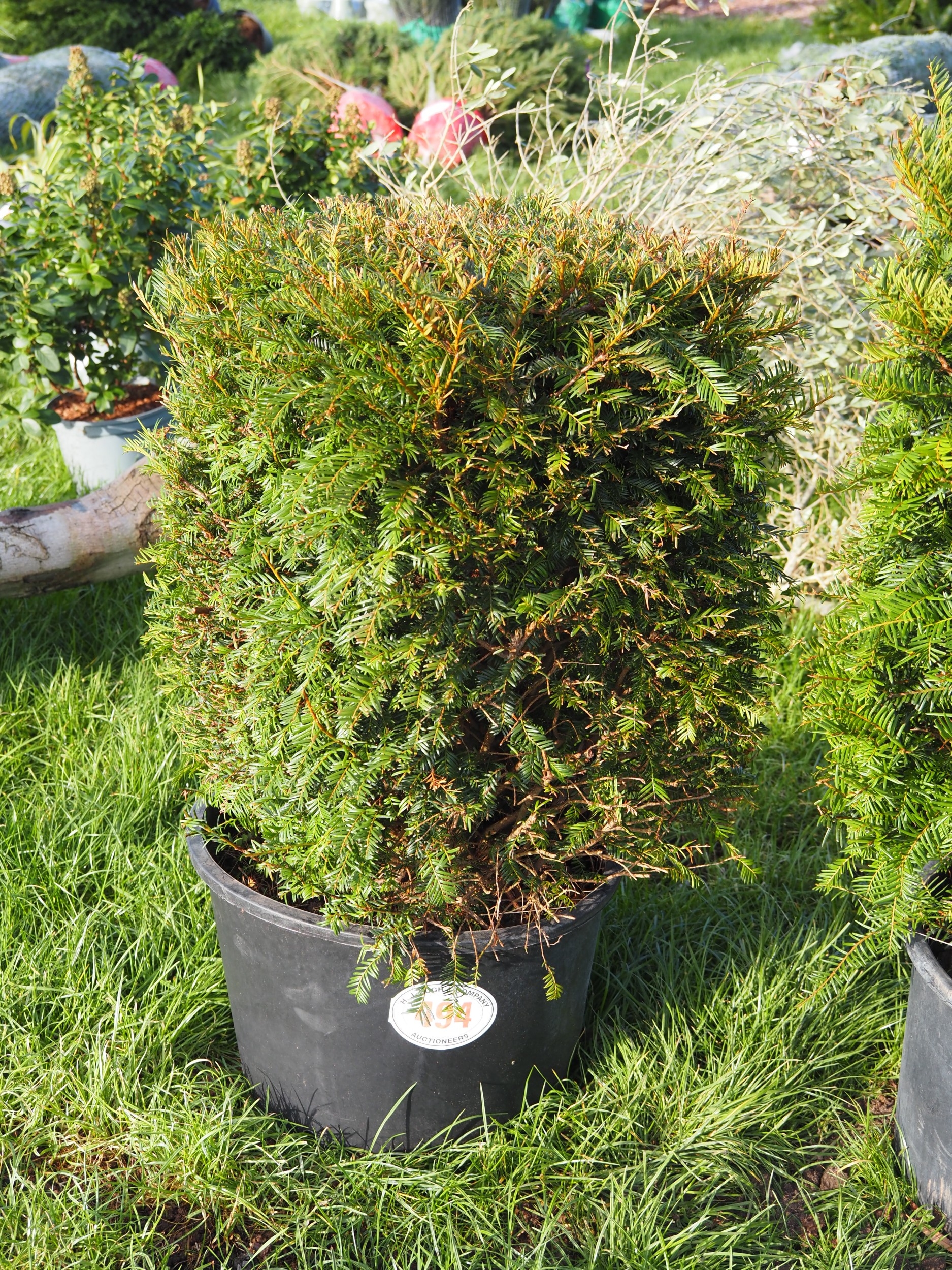 Cube Yew tree - 1