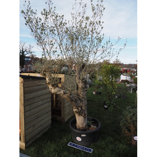 Specimen Olive tree 8ft - 1