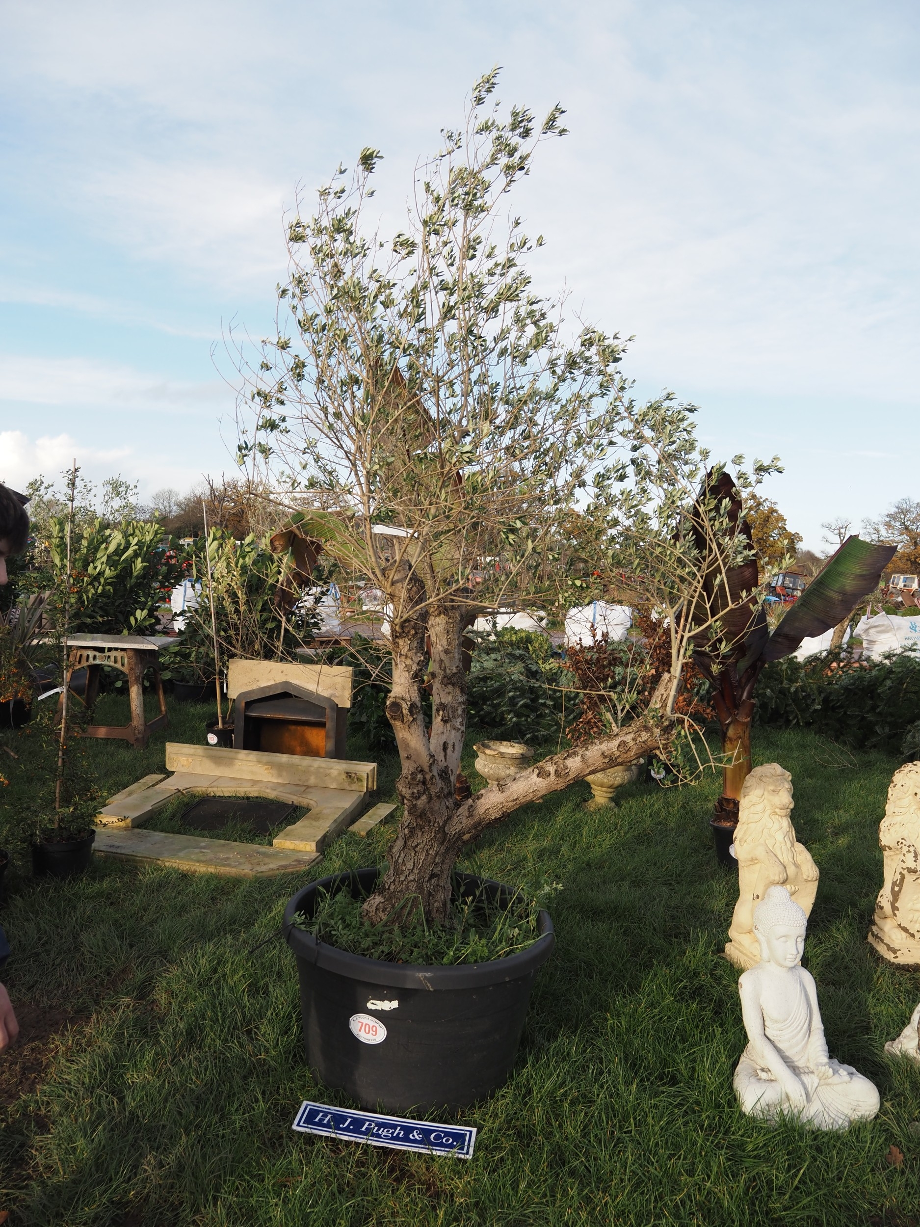 Specimen Olive tree 8ft - 1