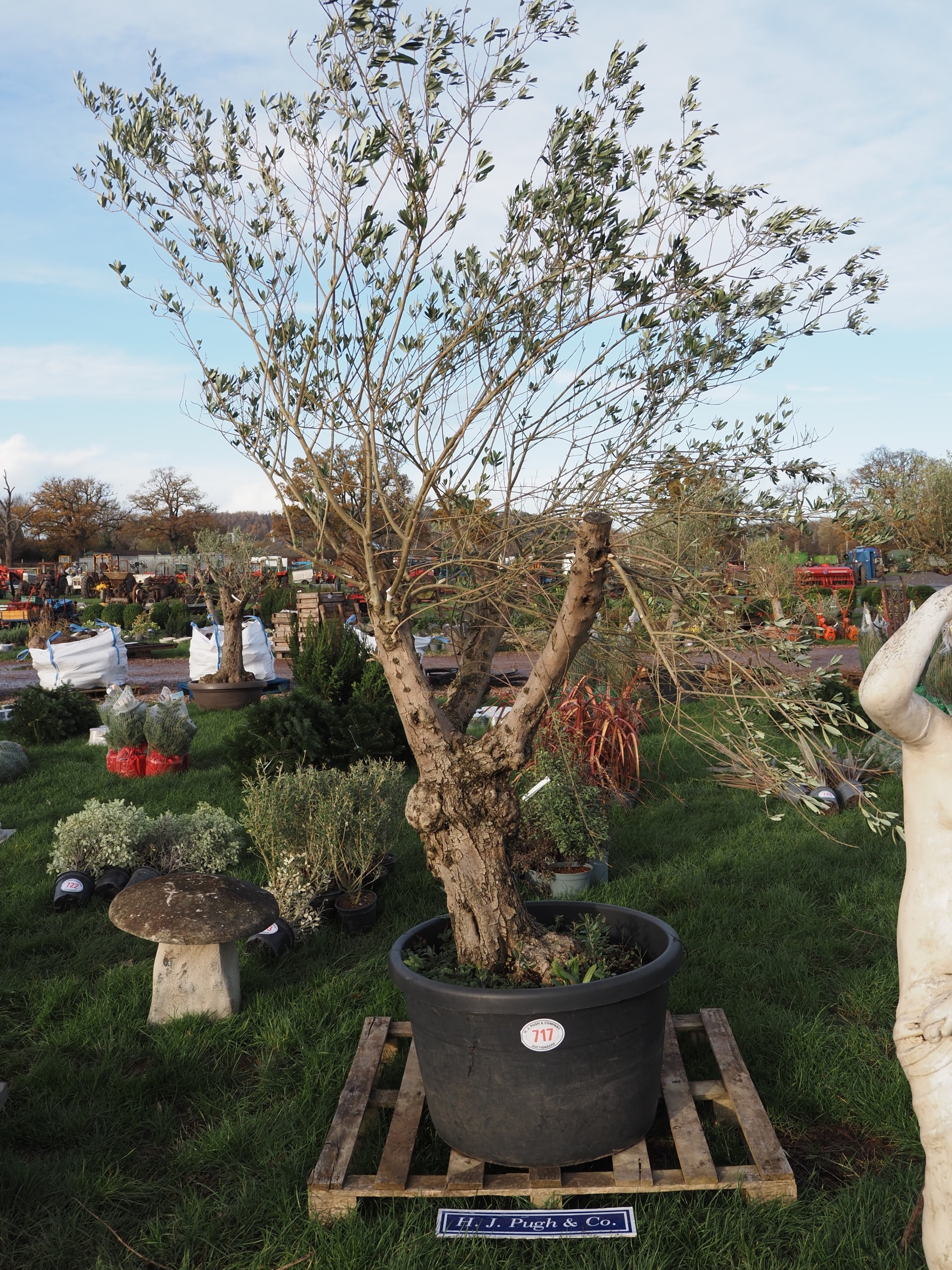 Specimen Olive tree 8ft - 1