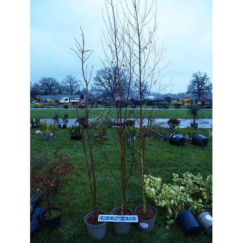 Silver Birch 10ft - 3