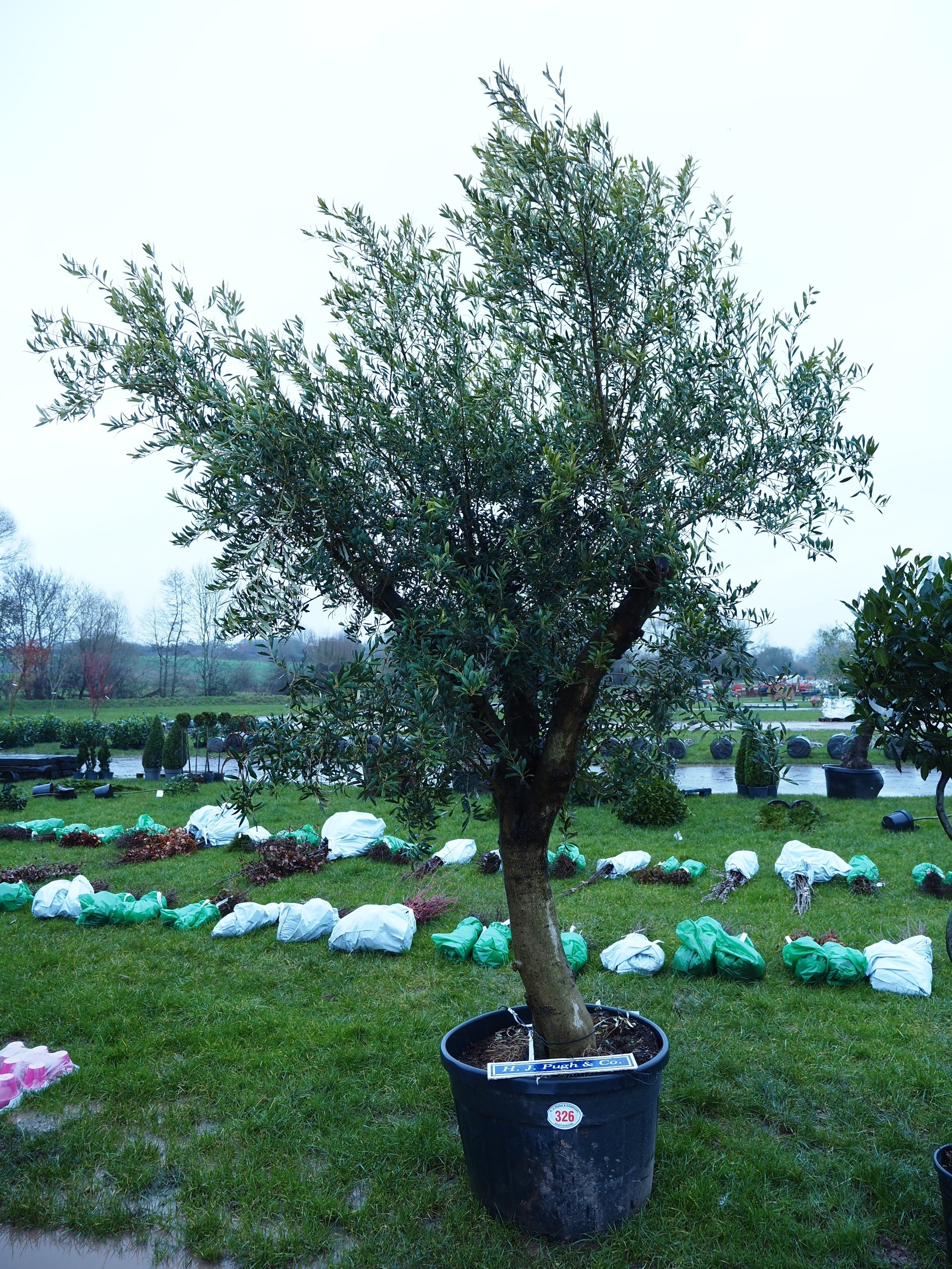 Specimen Olive tree 10ft - 1