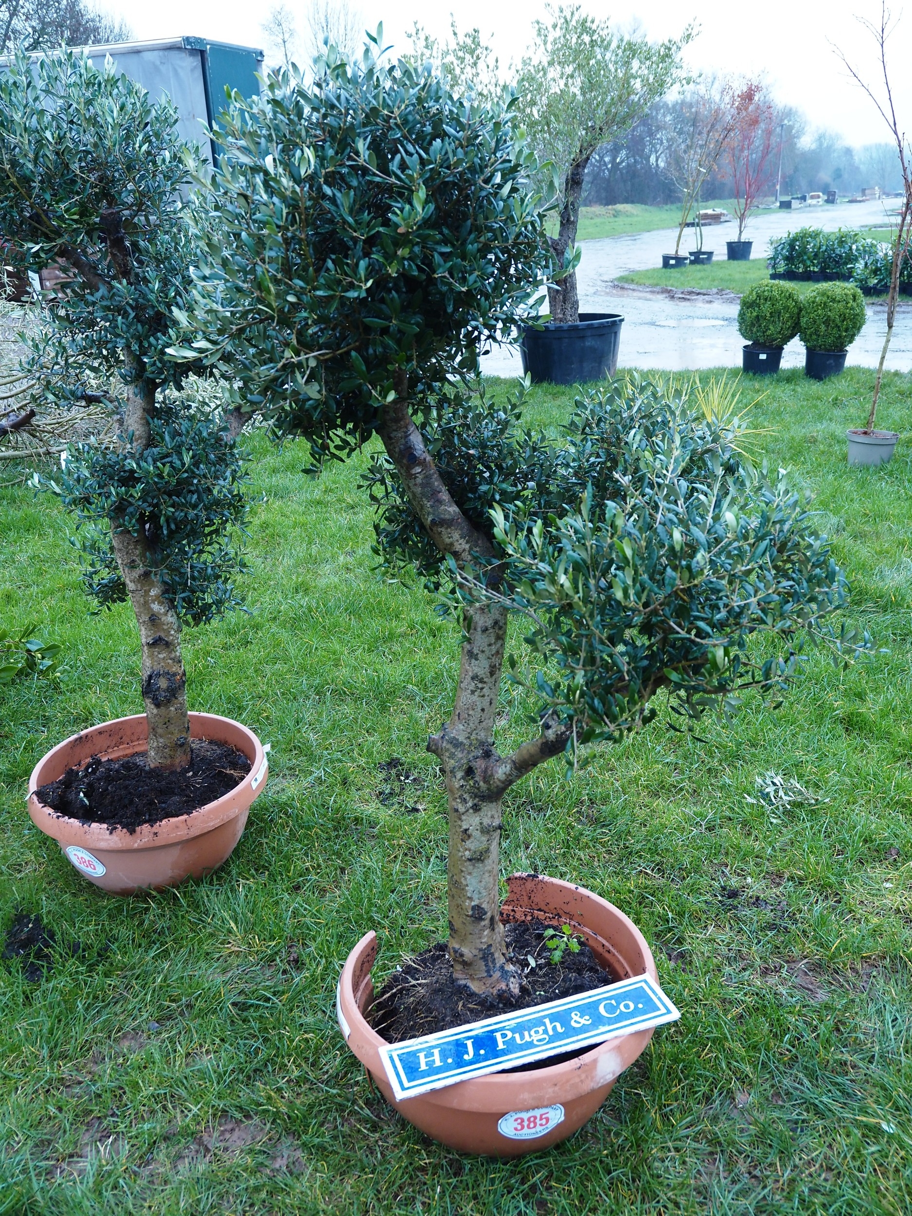 Shaped Olive tree 5ft - 1