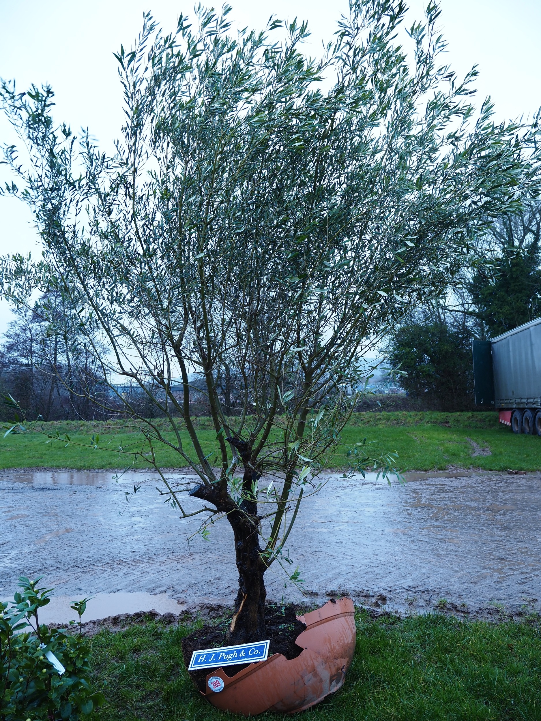 Specimen Olive tree 10ft - 1
