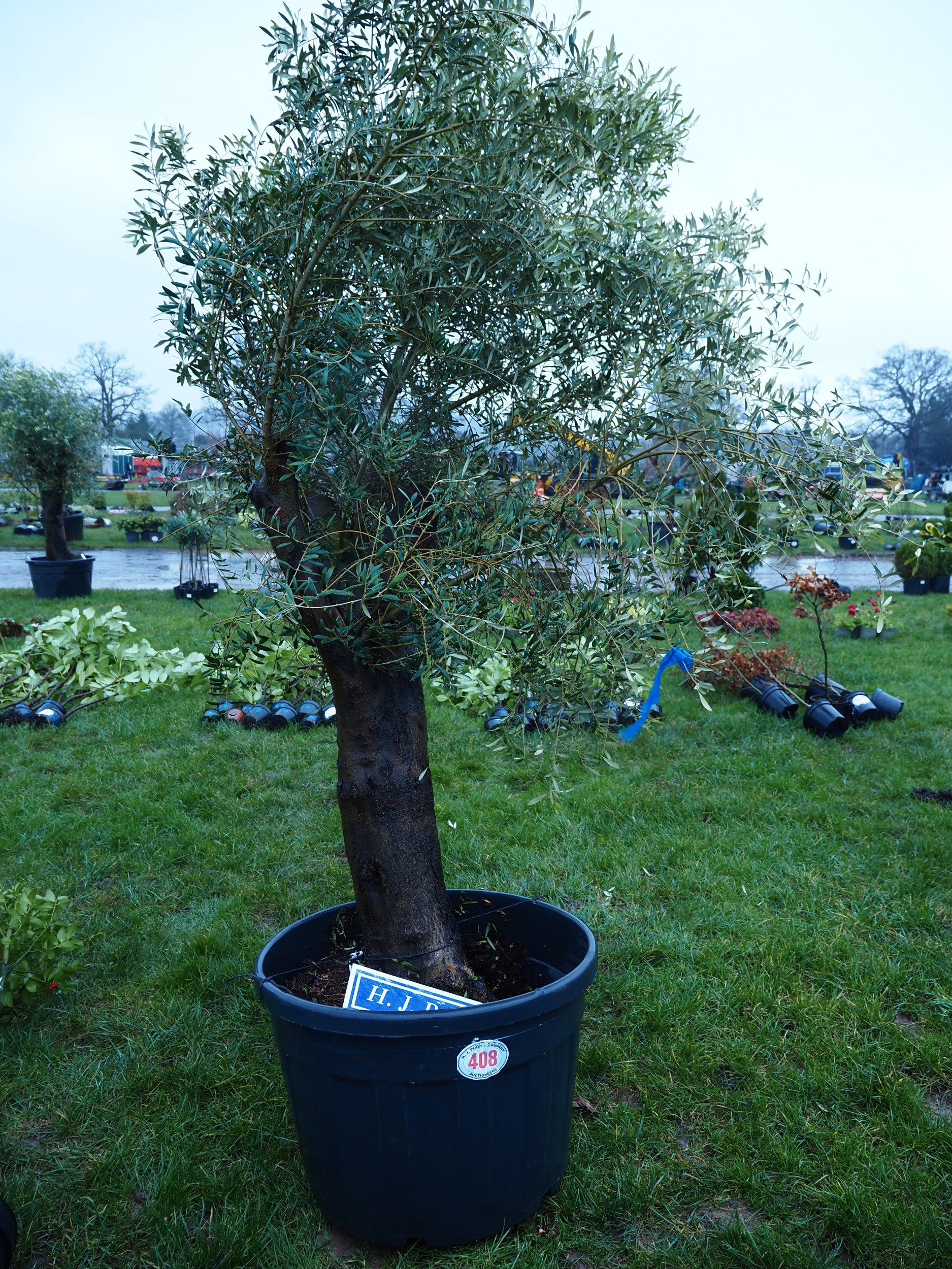 Specimen Olive tree 10ft - 1