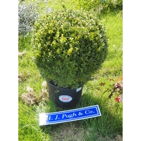 Standard Olive trees 9ft - 3