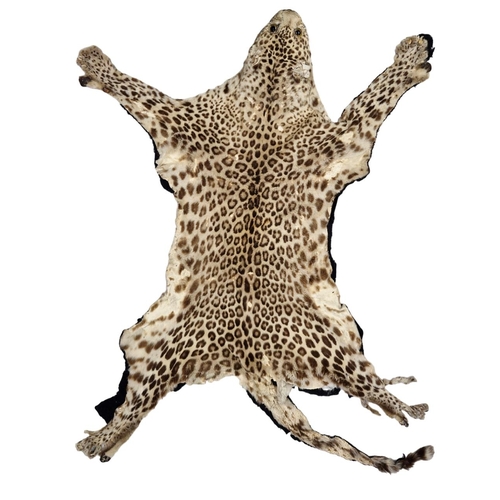 Taxidermy - antique leopard Skin Rug (Panthera pardus fusca), 200cm x 130cm