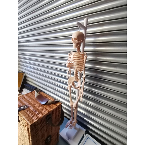 Plastic Skeleton on Stand