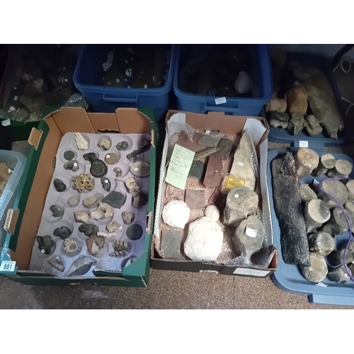 Large collection of fossils and metal detector findings