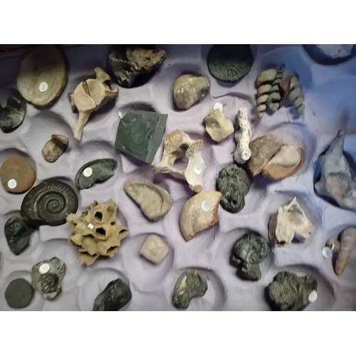 Large collection of fossils and metal detector findings