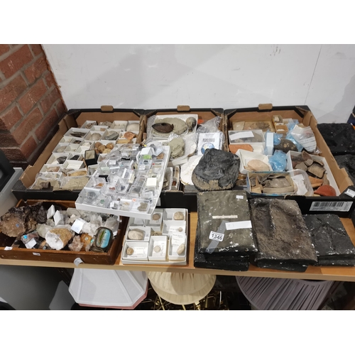 Large collection of natural history specimens - rocks, fossils and minerals