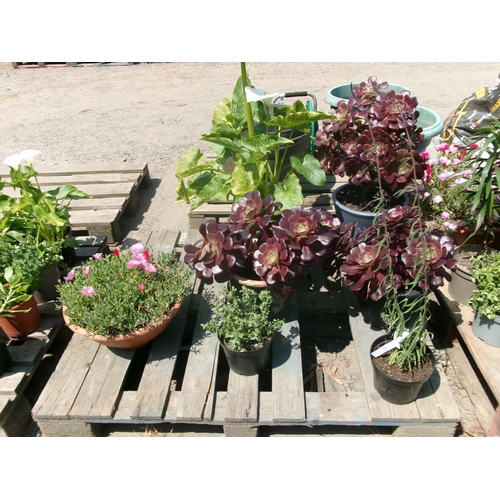 Assorted potted plants and shrubs