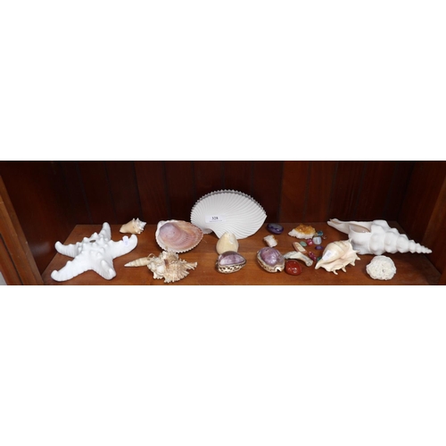 A selection of sea shells