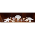 A selection of sea shells