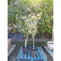 Three Jersey Apple trees together with one other