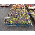 Fifteen trays of Pansies