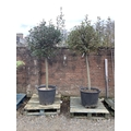 A pair of standard Bay trees of large proportion